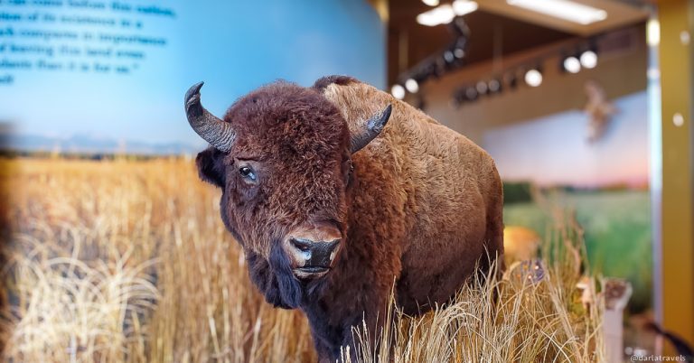 Three Places to See Bison Roam Near Denver - Darla Travels