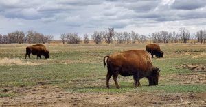 Three Places to See Bison Roam Near Denver - Darla Travels