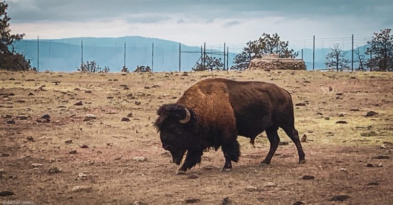 Three Places to See Bison Roam Near Denver - Darla Travels