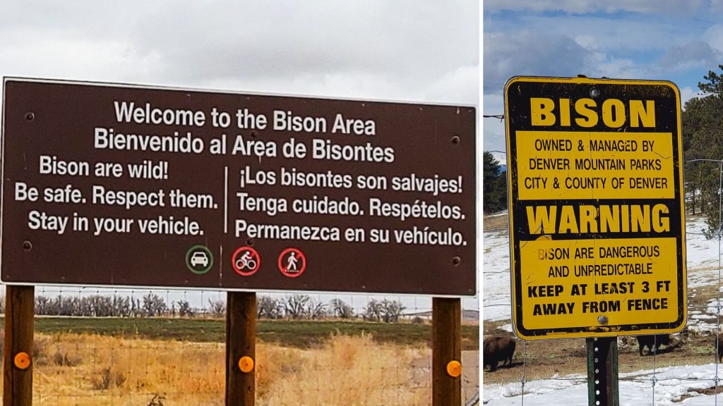 Three Places to See Bison Roam Near Denver - Darla Travels