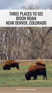 Three Places to See Bison Roam Near Denver - Darla Travels